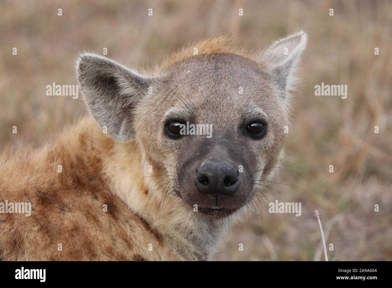Hyena closeup hi-res stock photography and images - Alamy
