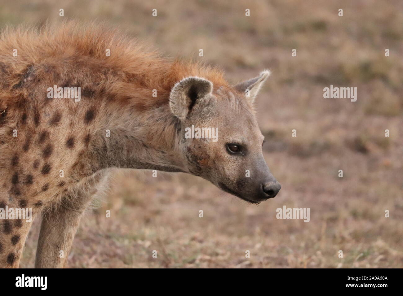Hyena closeup hi-res stock photography and images - Alamy