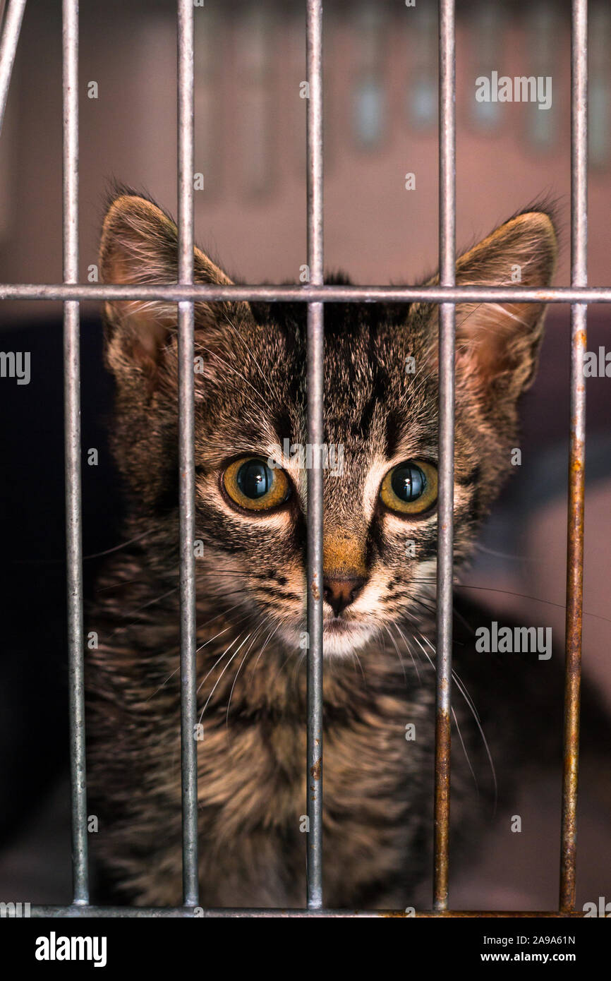 Sad Cats In Cages