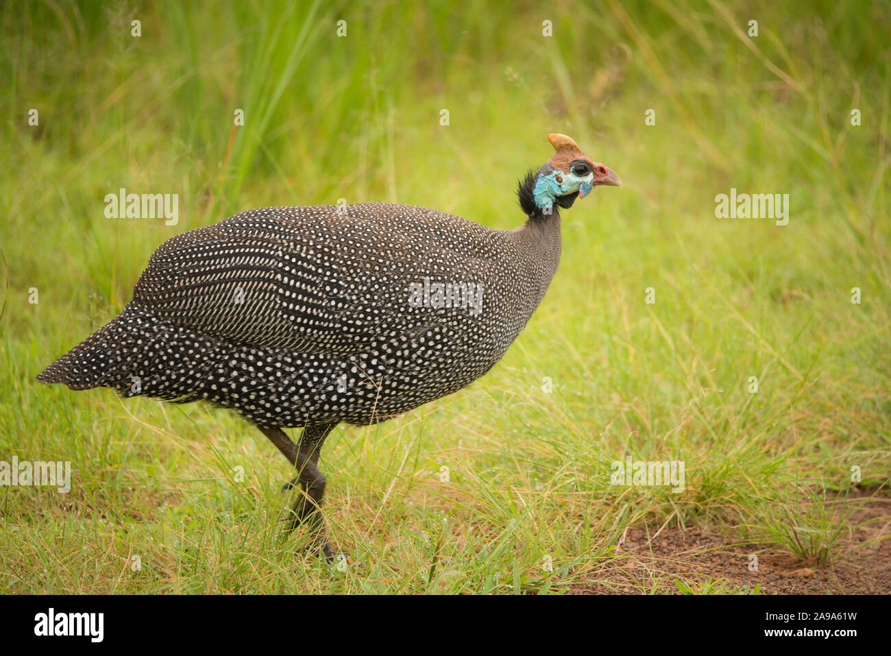 portrait of a walking guinea-fowl in the grass Stock Photo - Alamy