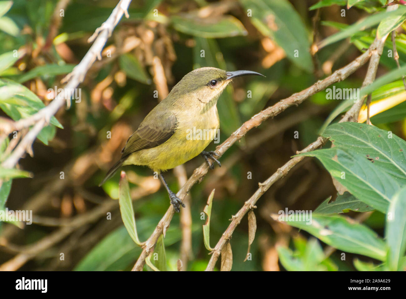 a beautiful multicolered sunbird Stock Photo - Alamy