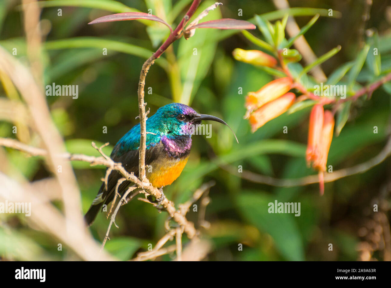 a beautiful multicolered sunbird Stock Photo - Alamy