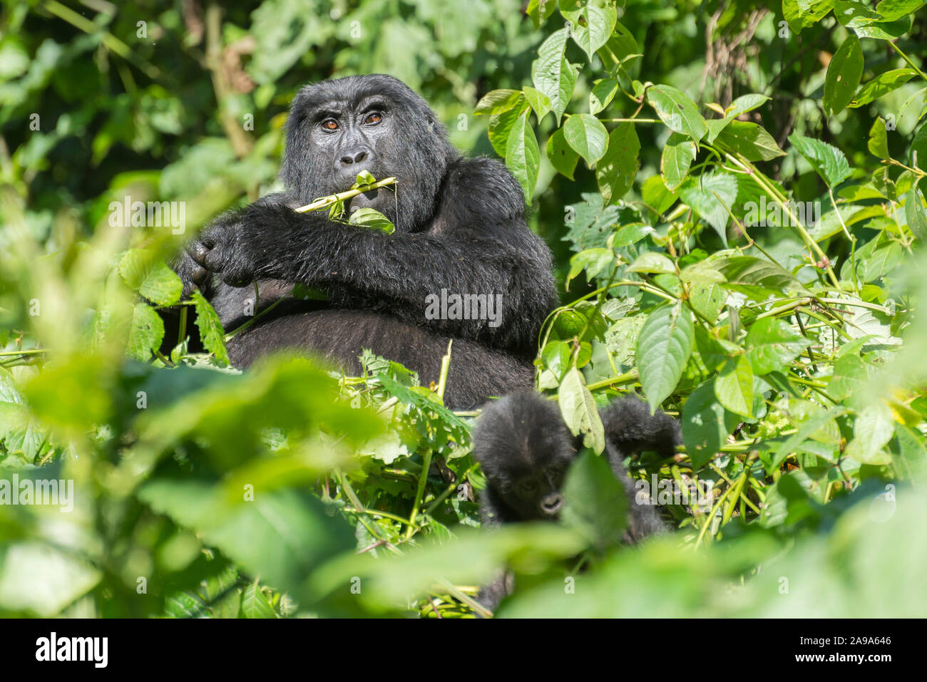 portrait of a female mountain gorilla sitting in the green of volcanoes ...