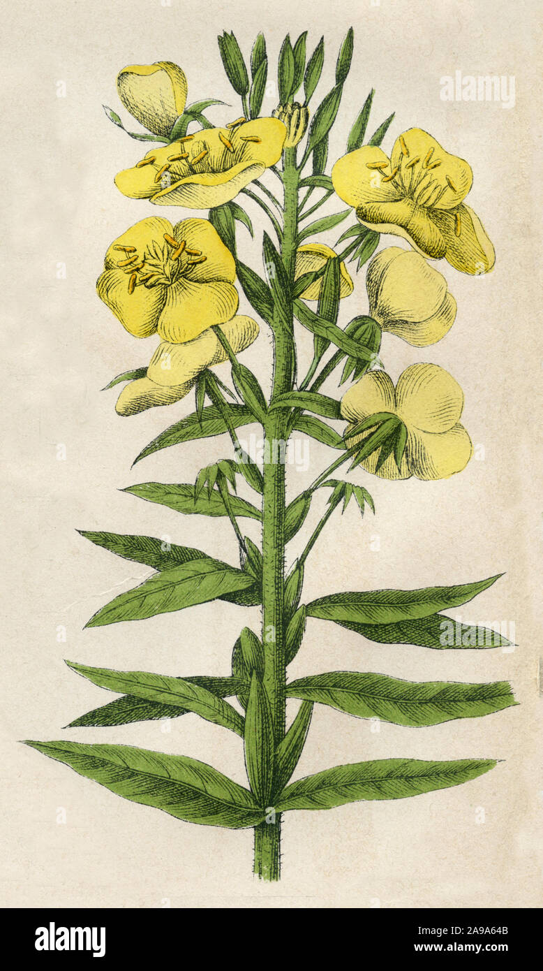 Onagra comun hi-res stock photography and images - Alamy