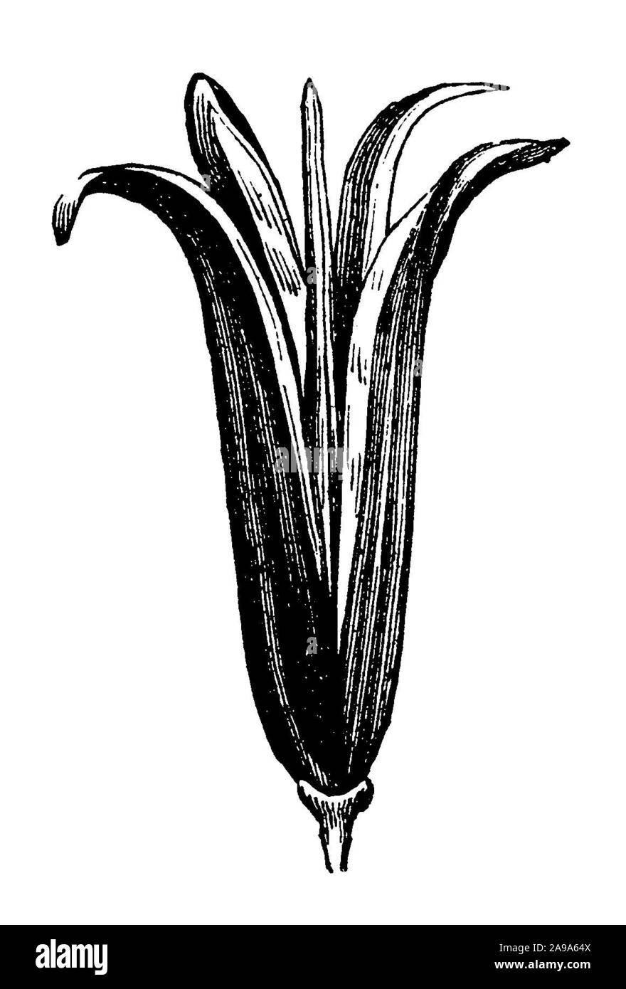 evening-primrose, fruit, Oenothera biennis, anonym Stock Photo - Alamy