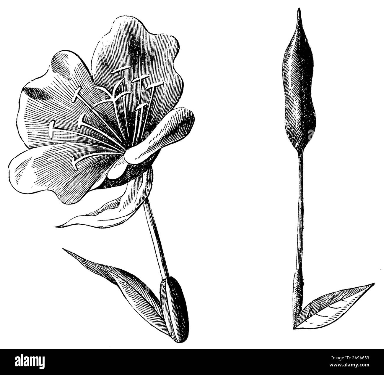 Pink Evening Primrose Drawing