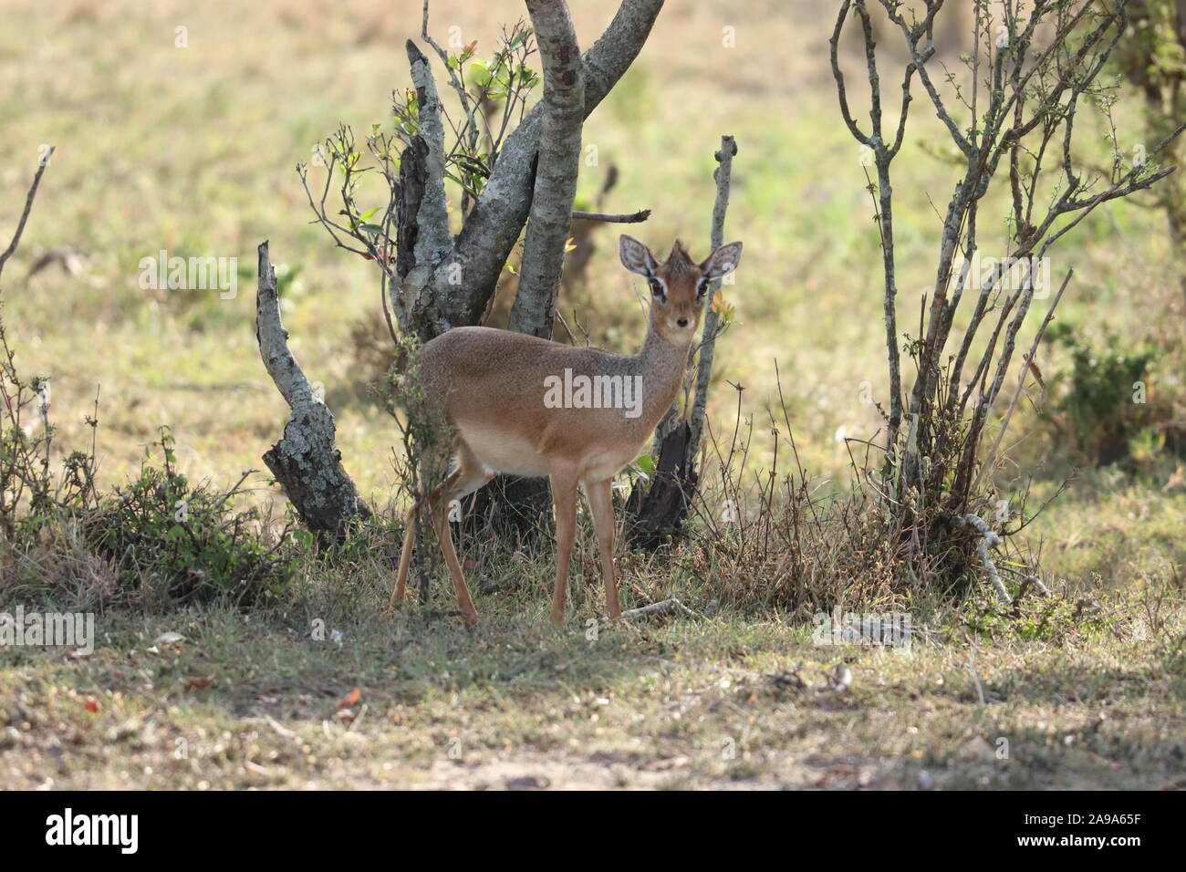 Cute dik africa safari hi-res stock photography and images - Alamy