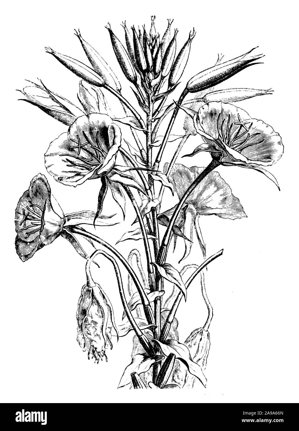 The evening primrose Black and White Stock Photos & Images - Alamy