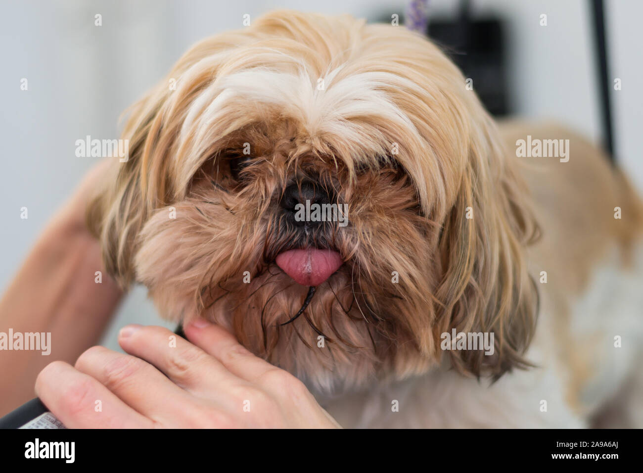 shih-tzu dog breed grooming at the salon by groomer Stock Photo - Alamy
