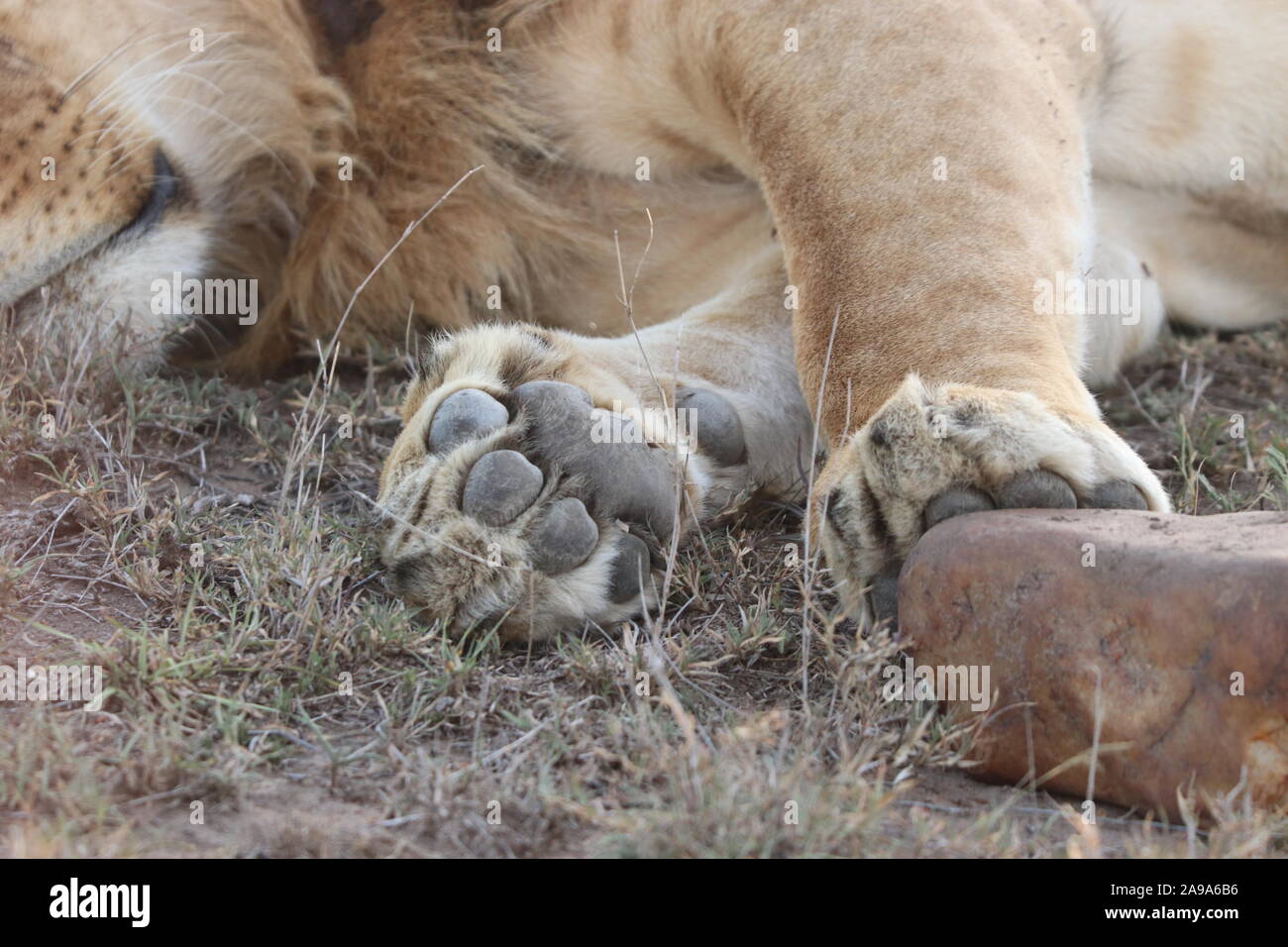 Lions paws on lion hi-res stock photography and images - Alamy