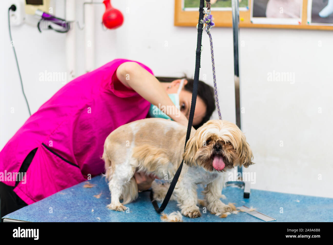 shih-tzu dog breed grooming at the salon by groomer Stock Photo - Alamy