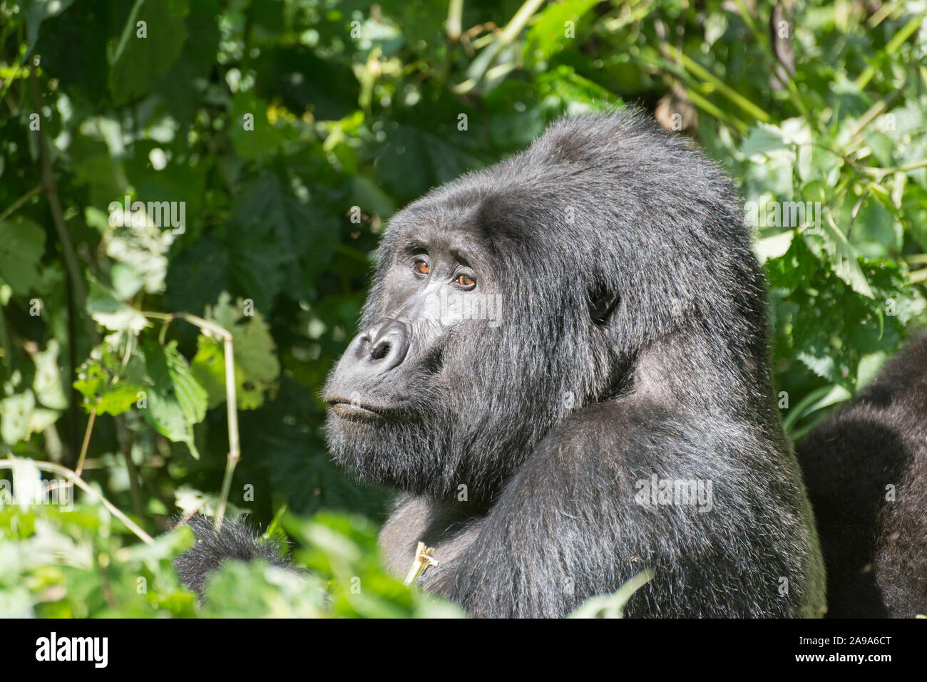 Gorilla hunting hi-res stock photography and images - Alamy