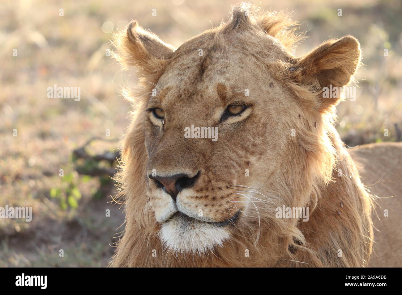 Lion face closeup hi-res stock photography and images - Alamy