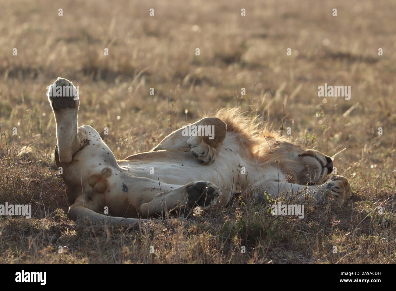 Male lion sleeping on back hi-res stock photography and images - Alamy