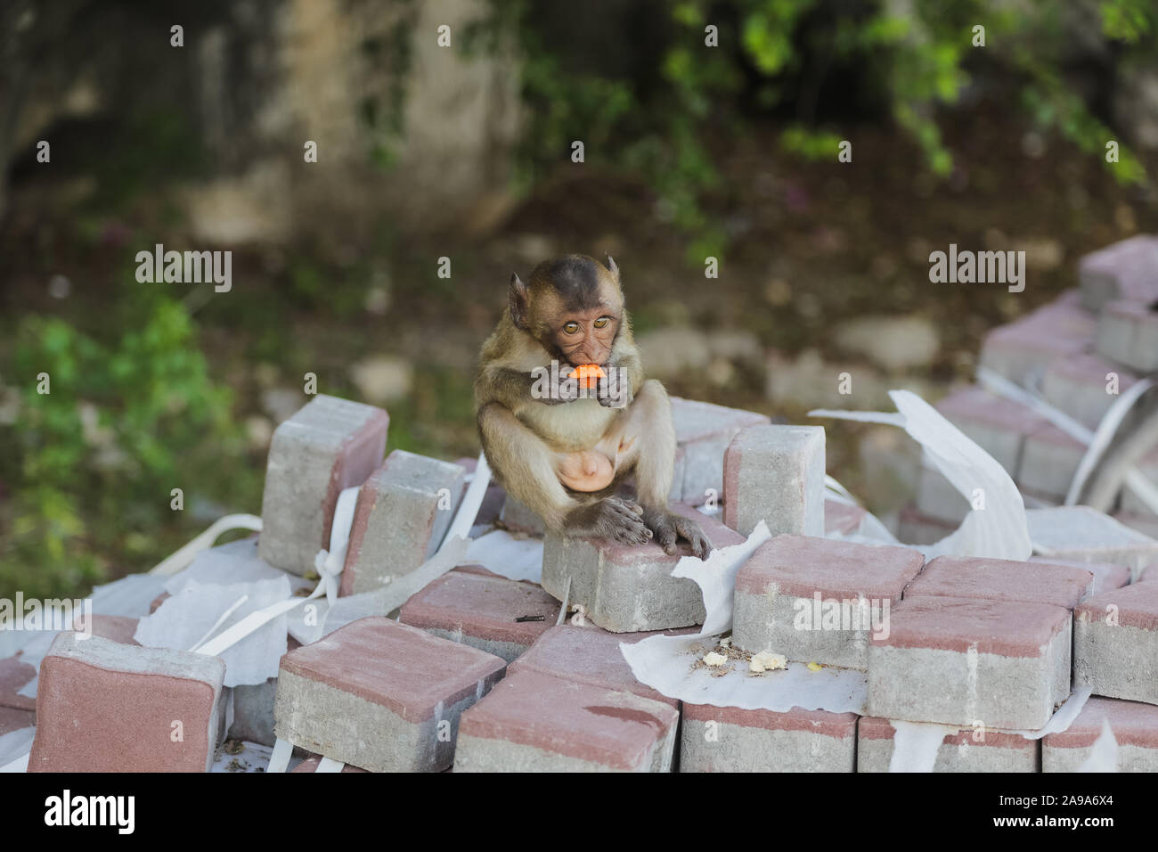 Monkey with camera hi-res stock photography and images - Alamy