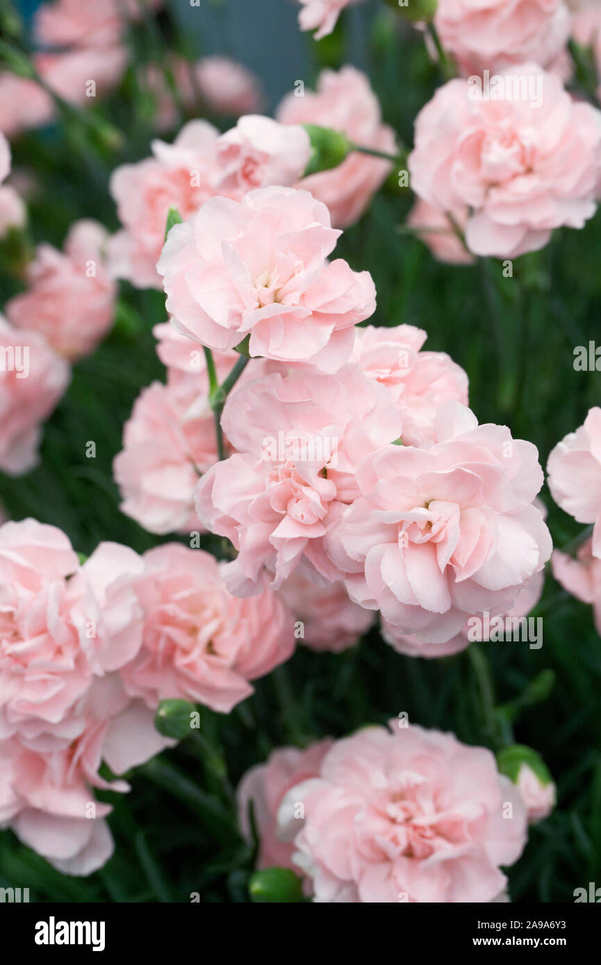 Pink and colourful flowers hi-res stock photography and images - Alamy