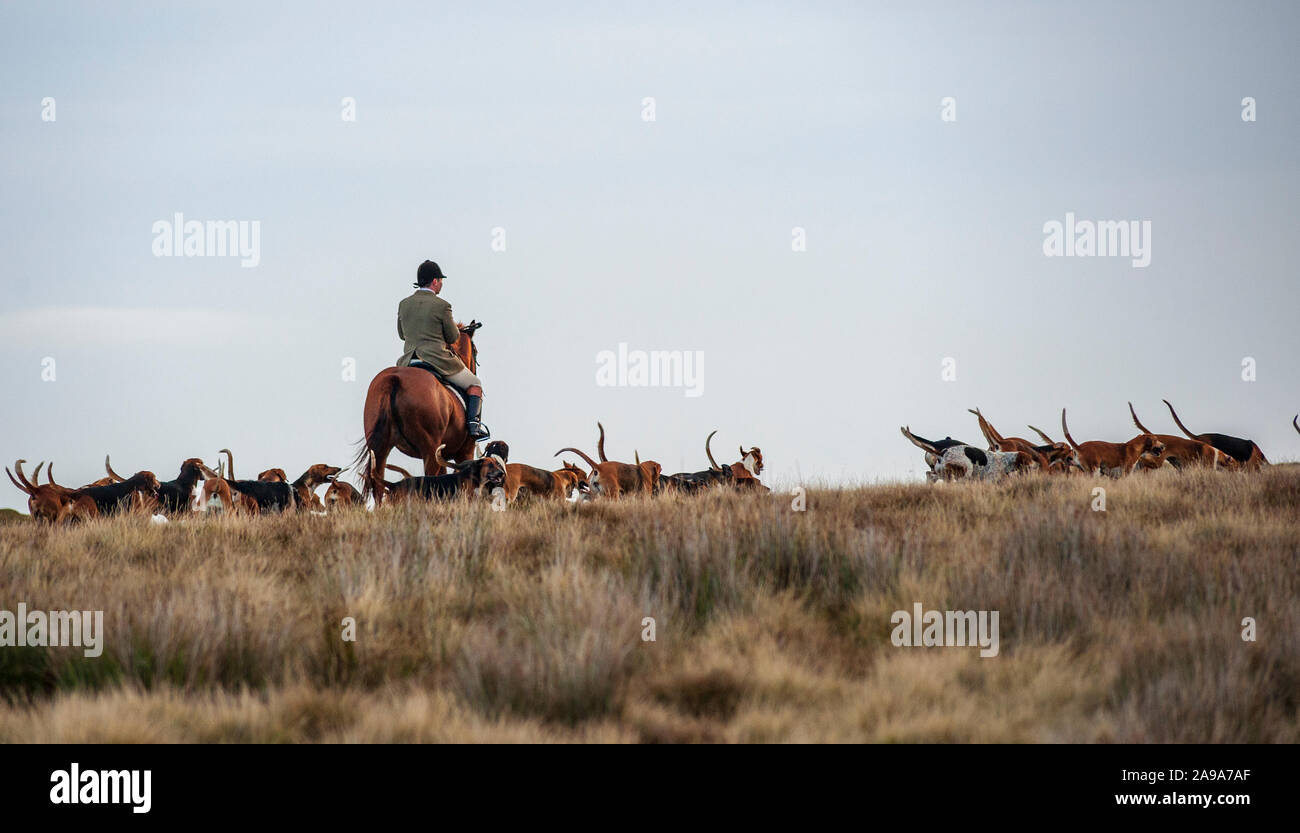 Fox hunt chase hi-res stock photography and images - Alamy