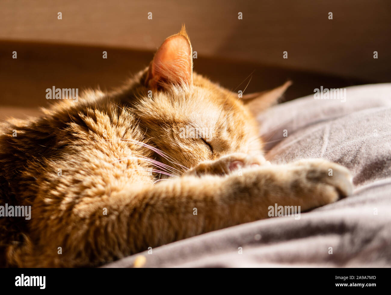 Ginger cat sleeping in bed hi-res stock photography and images - Alamy