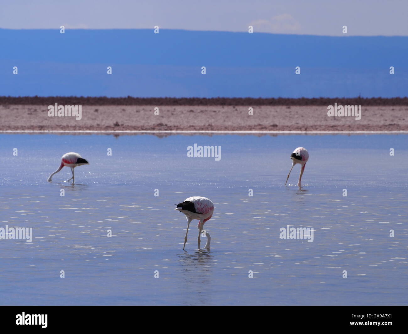 Light blue colours hi-res stock photography and images - Alamy