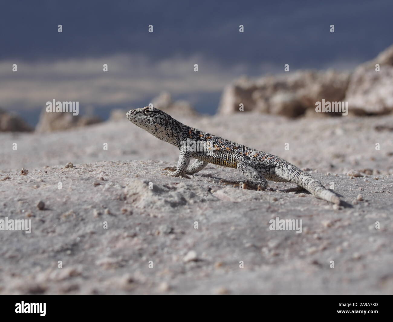 Salt flat lizard chile hi-res stock photography and images - Alamy