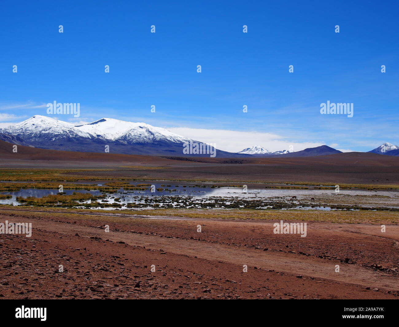 Atacama Highland volcano view with nice reflection in pond Stock Photo ...