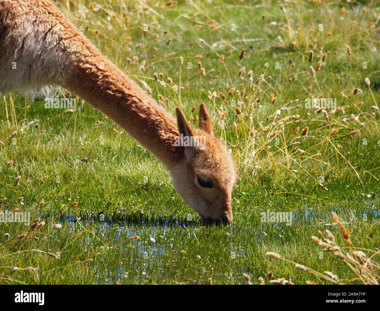 Head and neck of a Vicuna grazing in an Atacama Highlands wetland bog ...