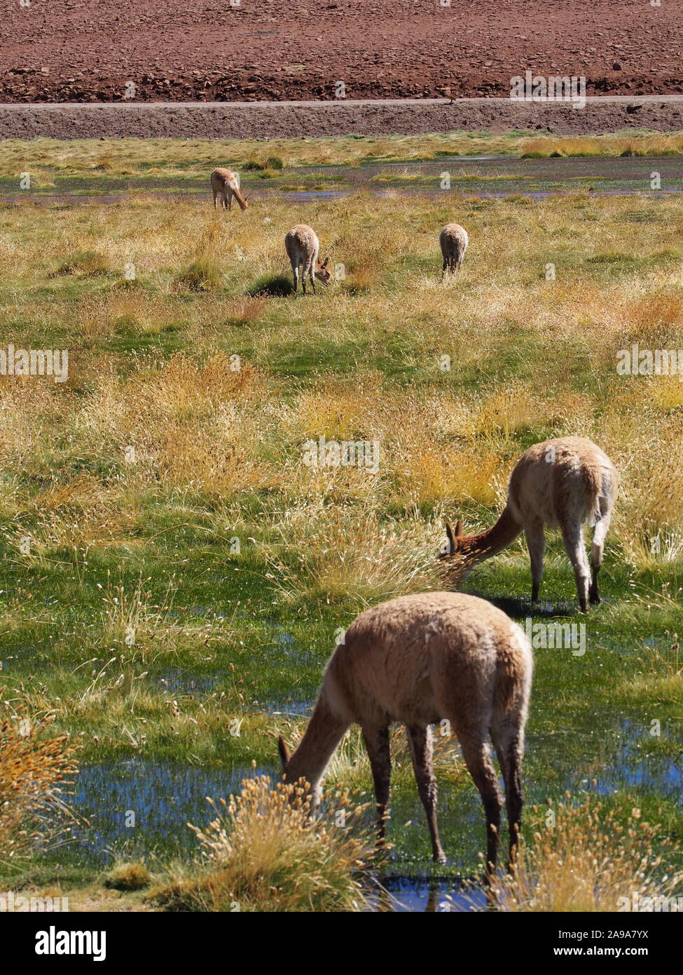 Vicuna herd feeding in an Atacama Highlands wetland bog in the ...