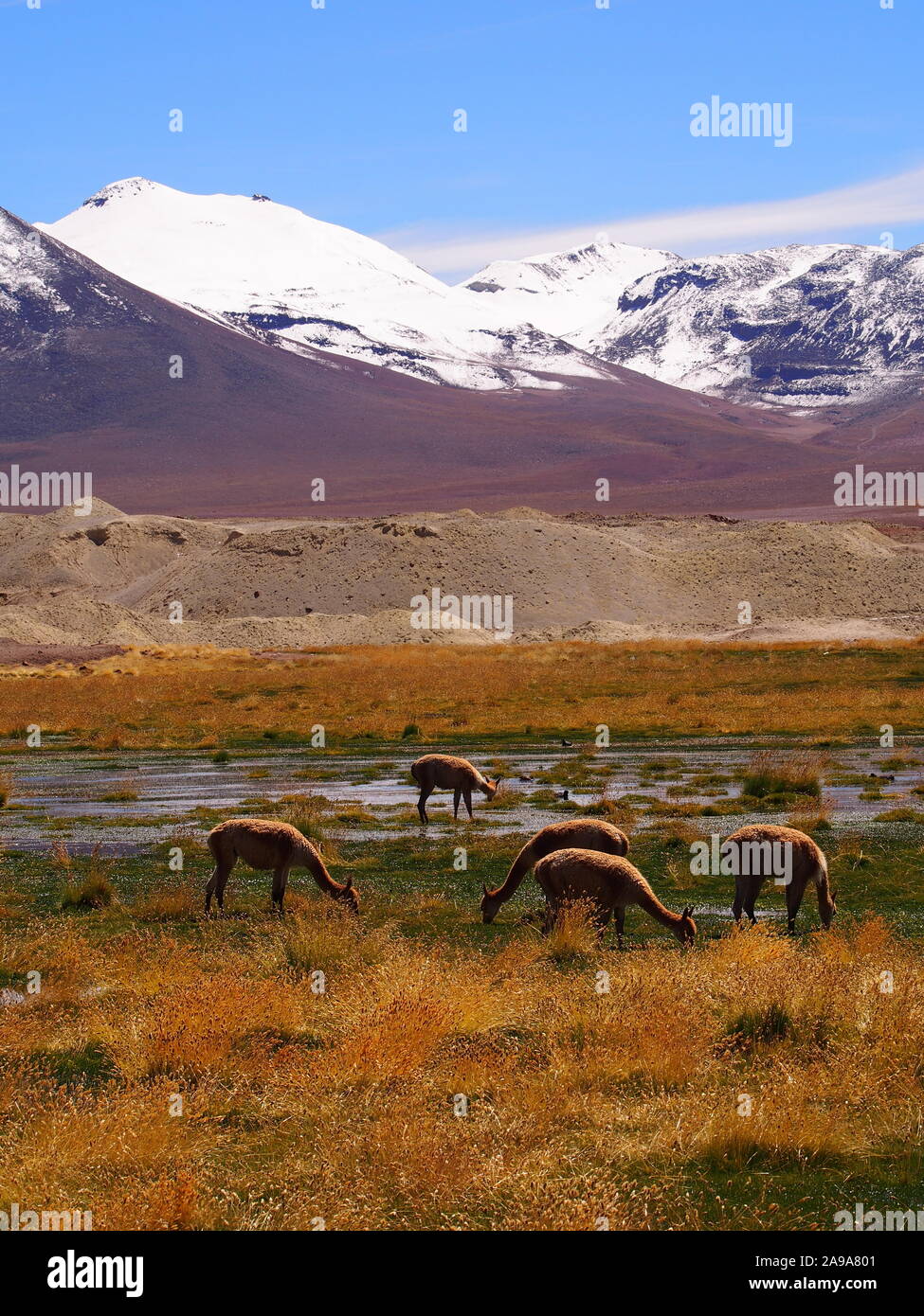 Vicuna feeding in an Atacama Highlands wetland bog in the foothills of ...