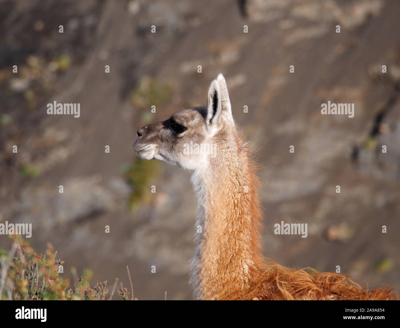 Head and neck detail of Guanaco in front of mountain slope at Torres ...
