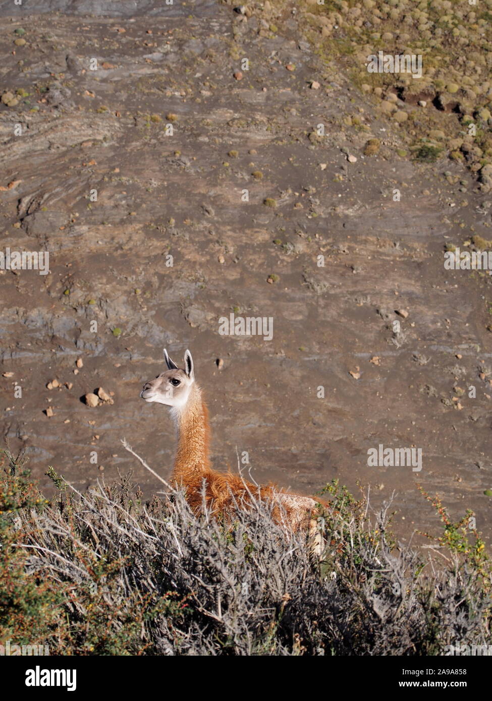Single Guanaco looking out from behind a bush with mountain background ...