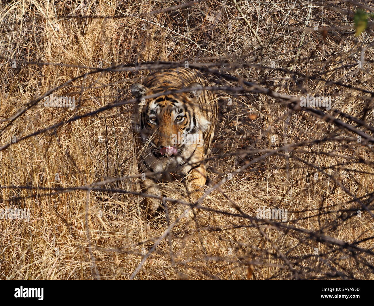 Tiger approaching wild animal hi-res stock photography and images - Alamy