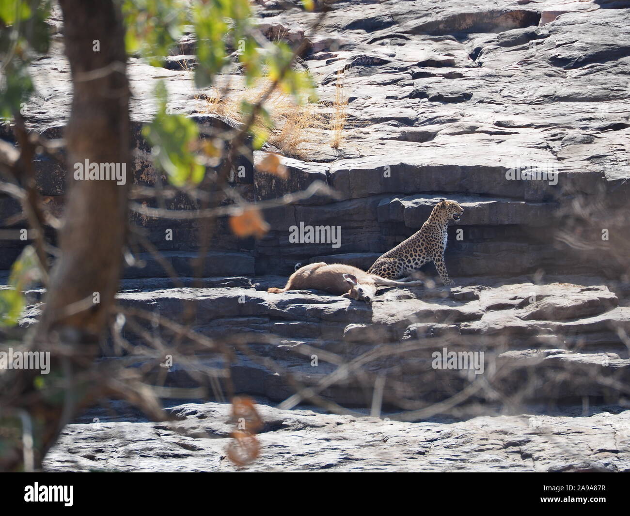 Predator prey india hi-res stock photography and images - Alamy