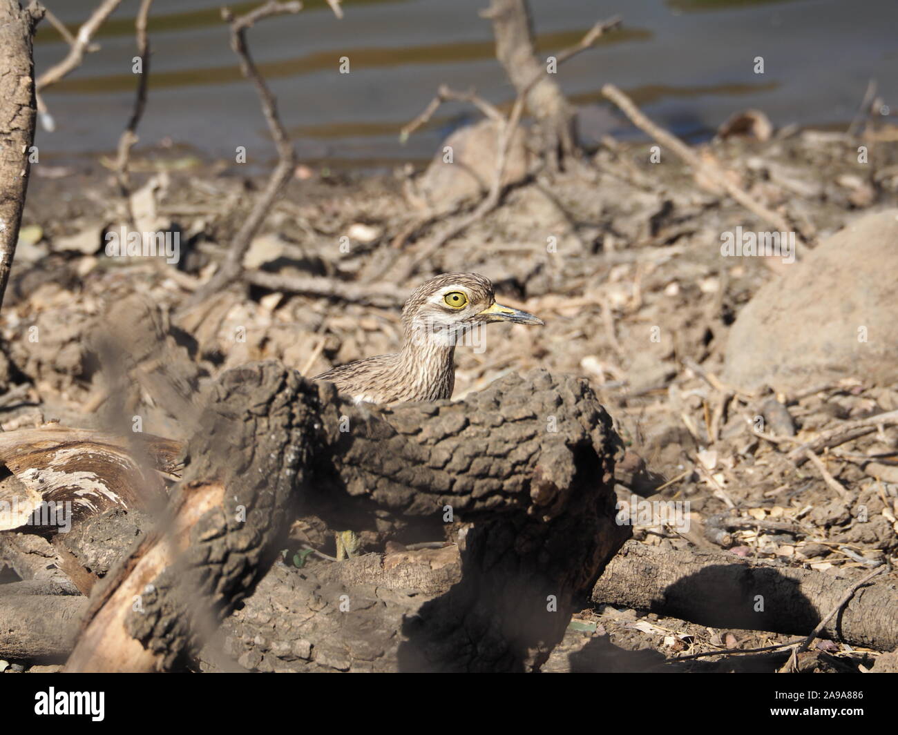 Indian Stone Curlew at waters edge hiding behind a fallen branch. Head ...