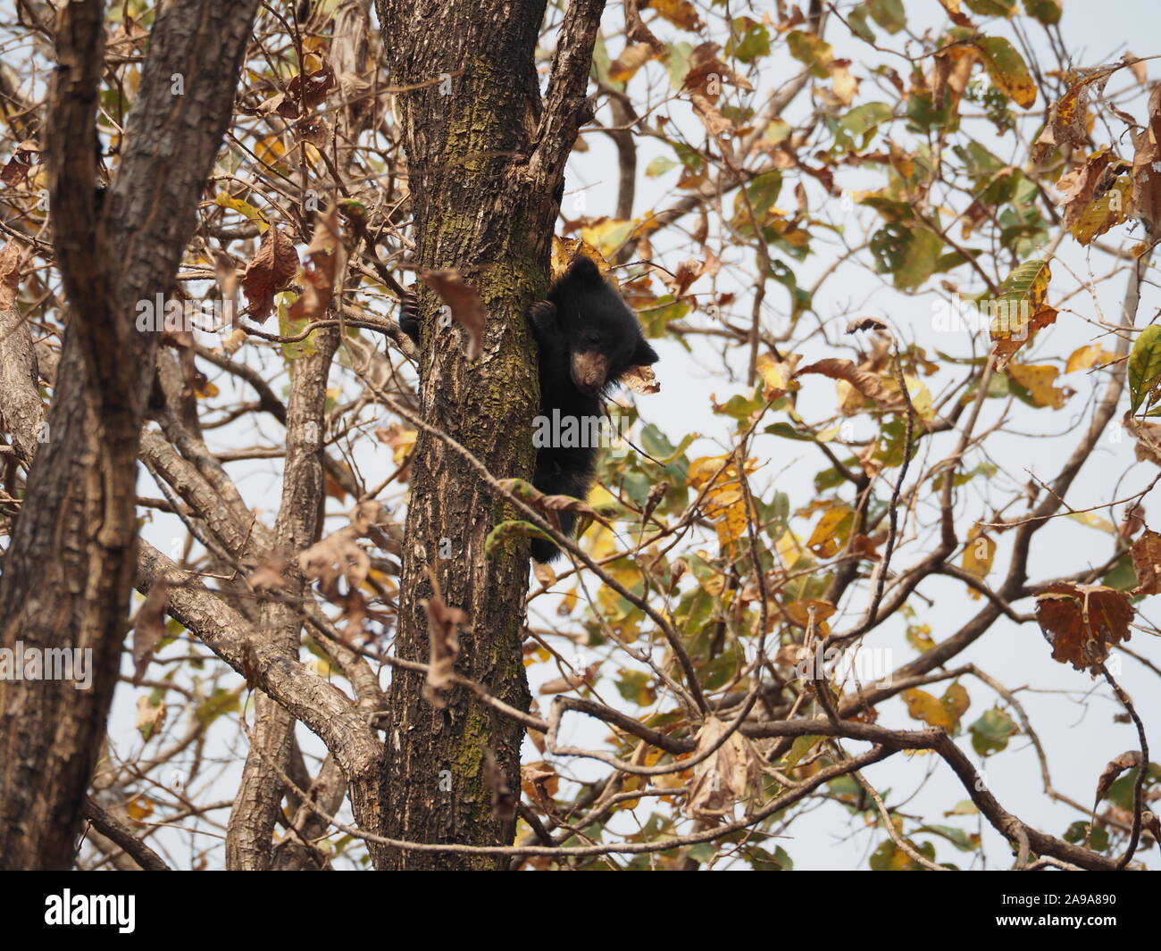 Sloth Bear cub high up in tree looking towards camera Melursus ursinus ...