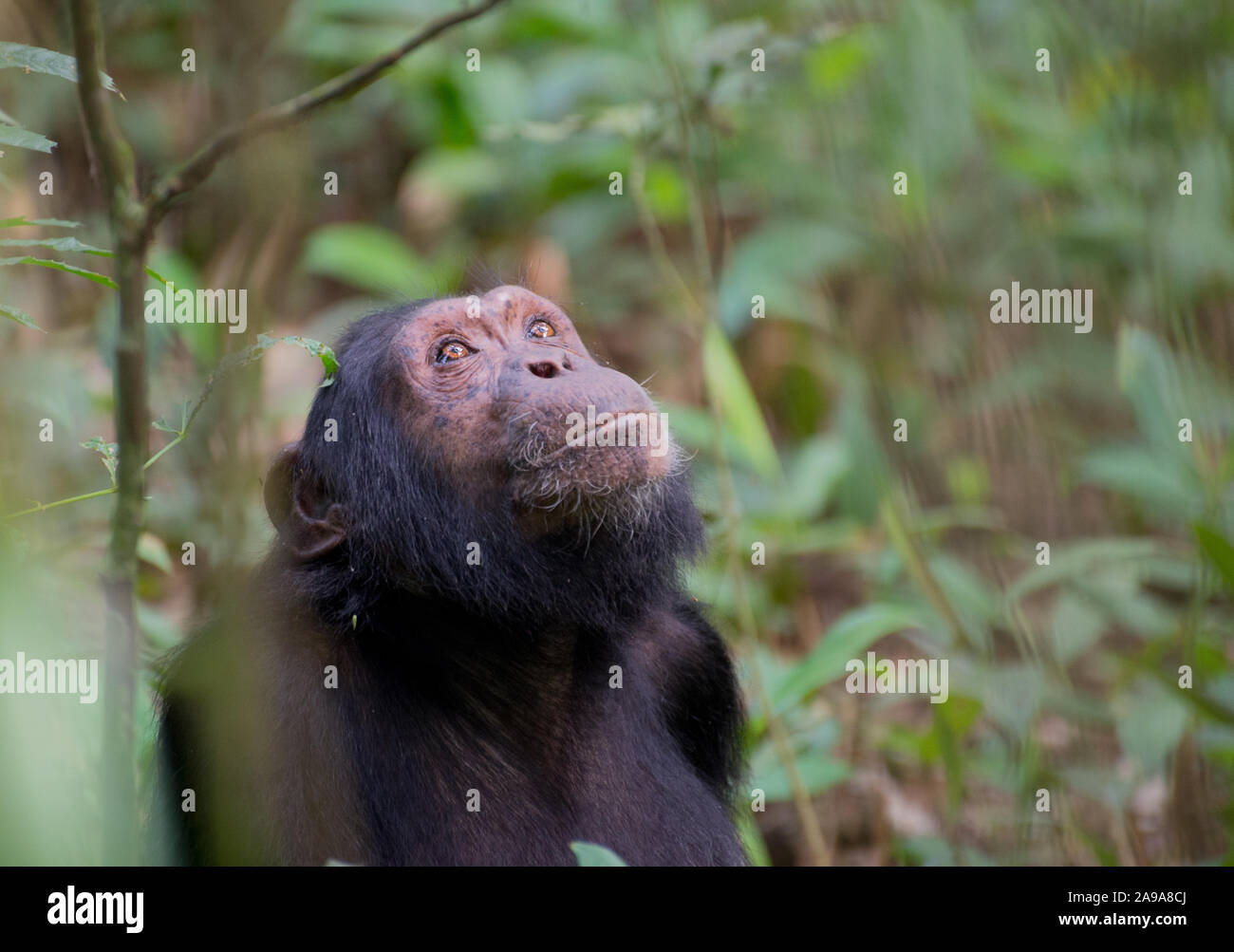 portrait of a beautiful chimpanzee Stock Photo - Alamy