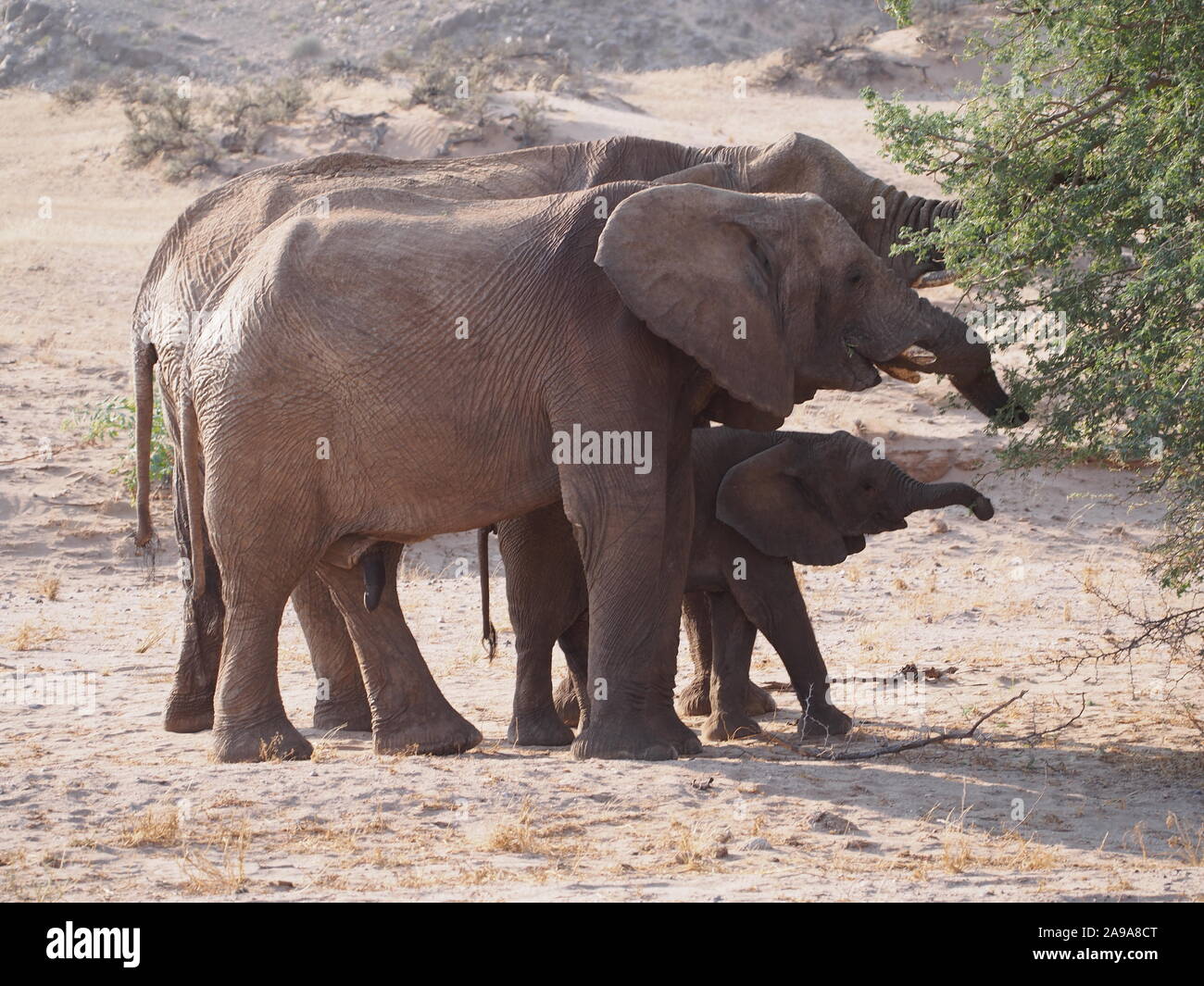 Namibia desert elephant hi-res stock photography and images - Alamy