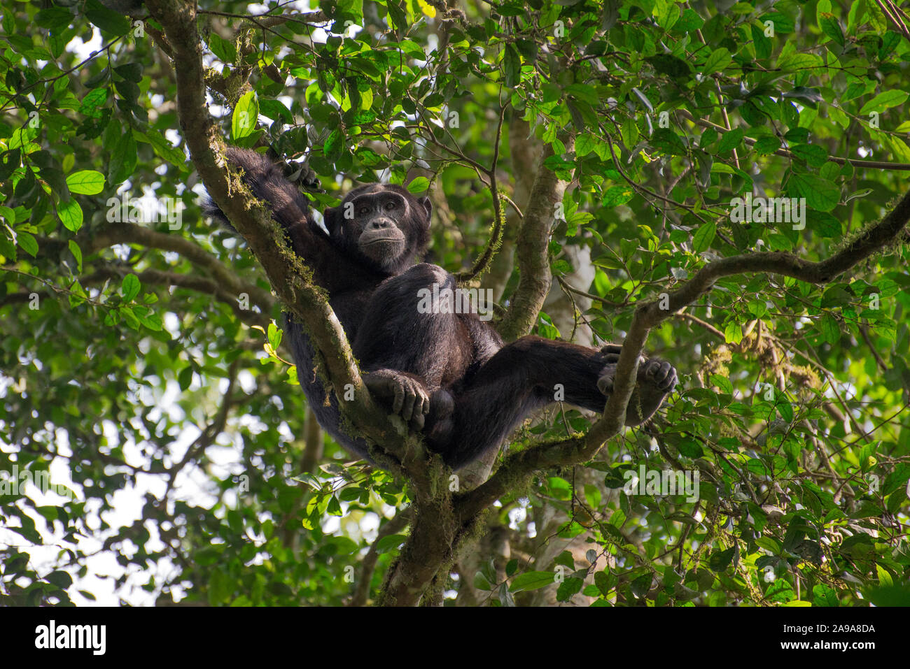 Climbing chimpanzee hi-res stock photography and images - Alamy