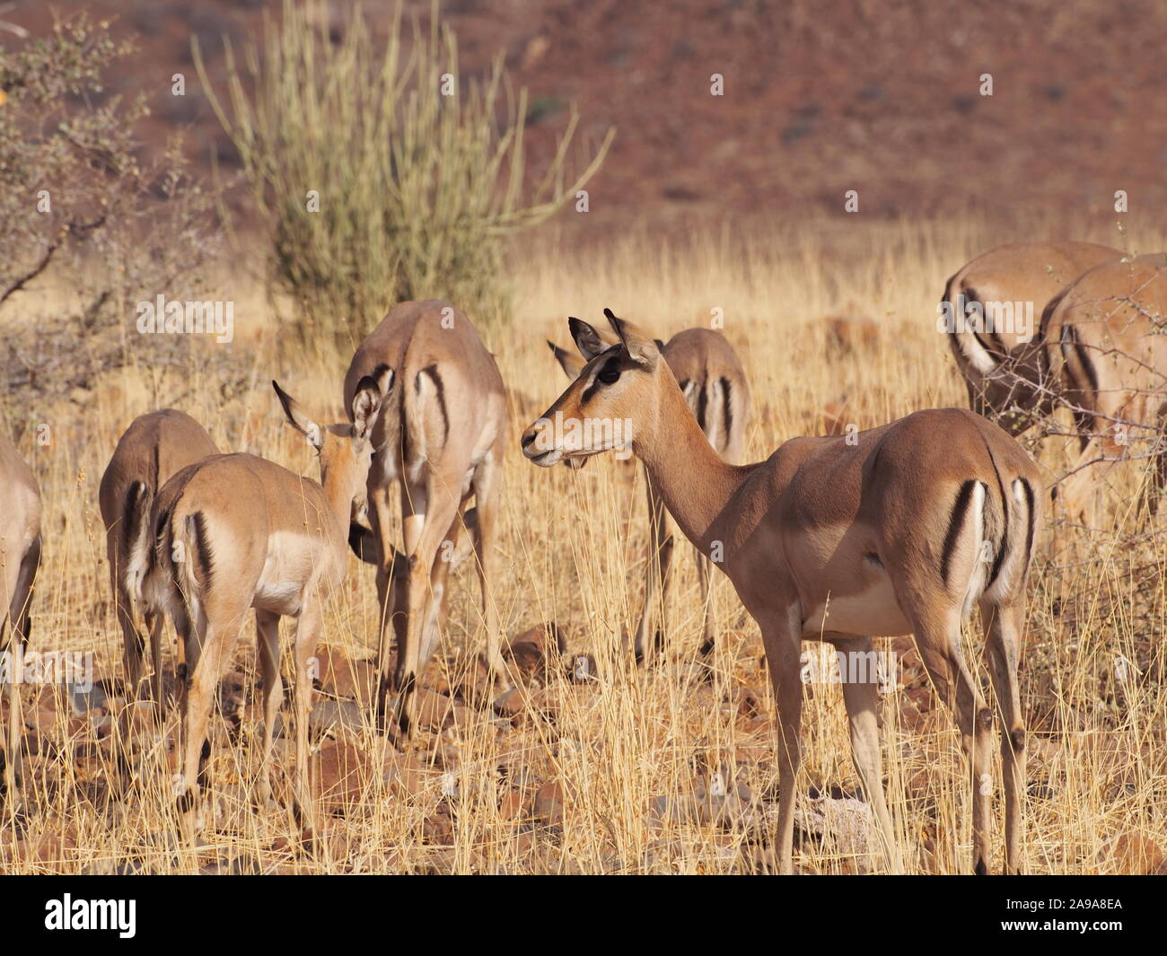 Black Faced Impala doe's at Etendeka Park in Namibia. Herd grazing with ...