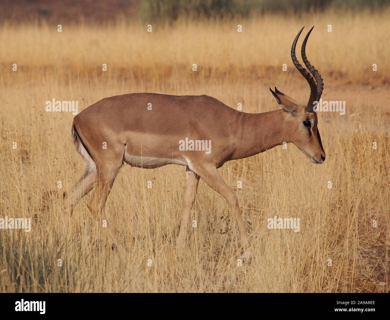 Black Faced Impala buck on it's own at Etendeka Park in Namibia ...
