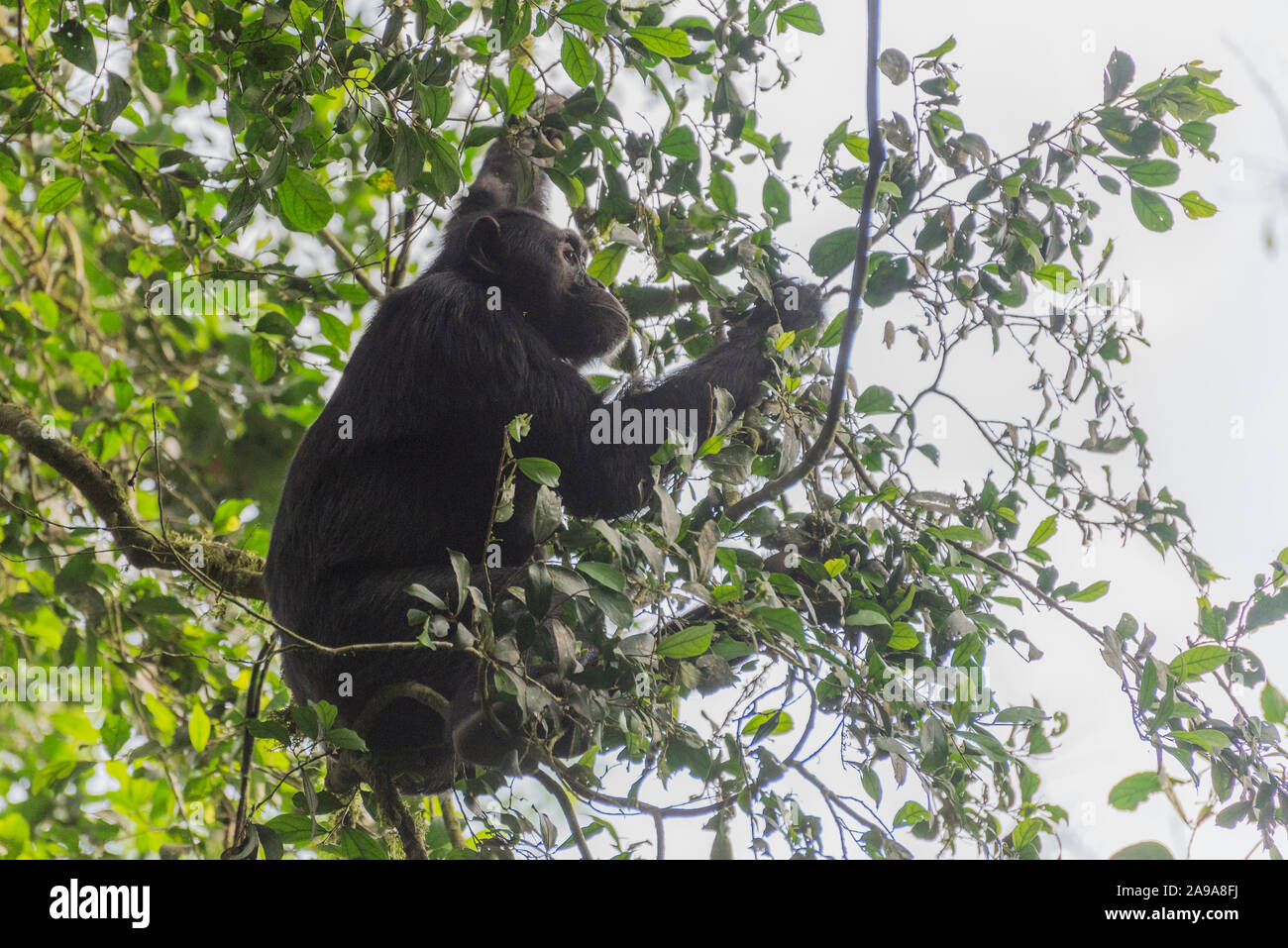 a chimpanzee is climbing up in a tree Stock Photo - Alamy