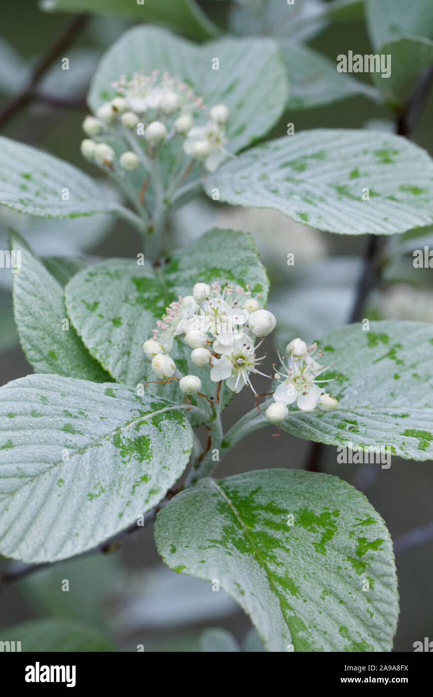 Sorbus wardii flower buds - Tibetan Whitebeam Stock Photo - Alamy