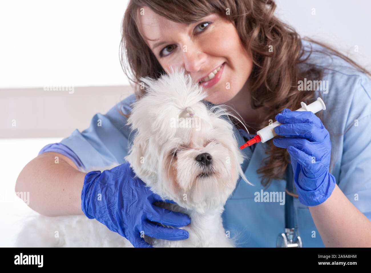 smiling woman vet is giving medicine to the dog in vet clinic Stock ...