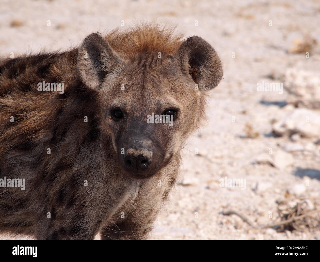 Portrait of hyena hi-res stock photography and images - Alamy