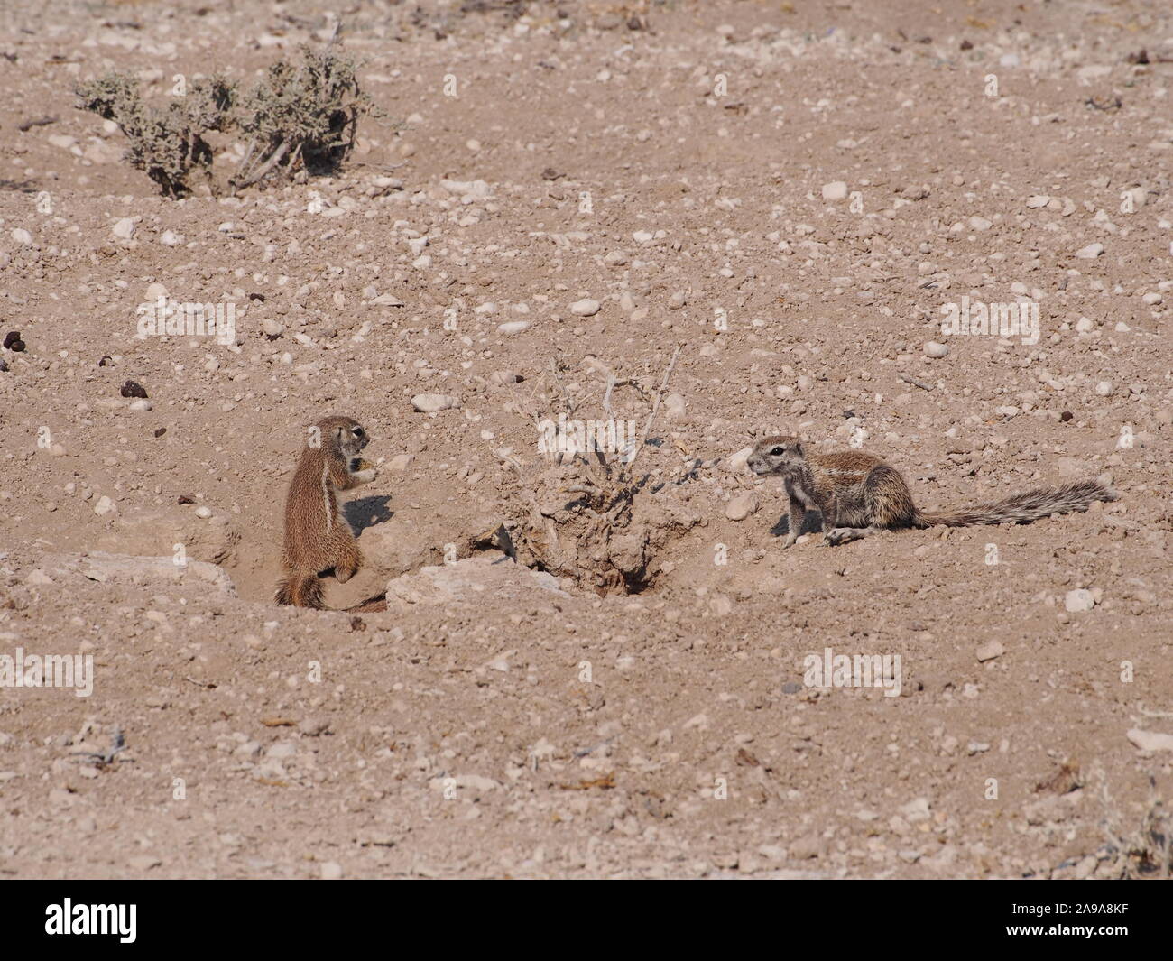 Two ground squirrels meeting at Ongava Park in Namibia - sizing each ...
