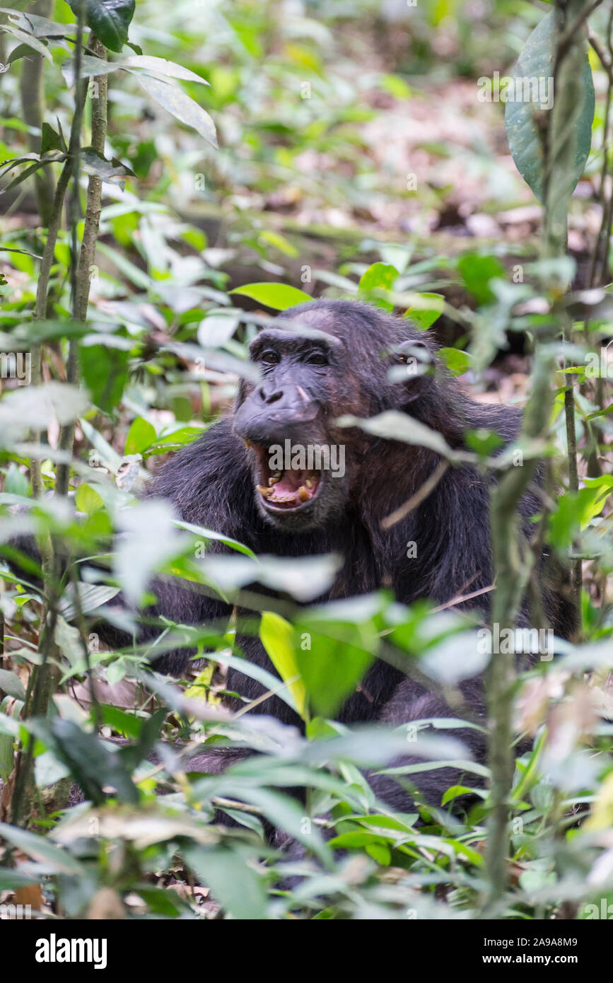 Jane goodall with chimpanzee hi-res stock photography and images - Alamy
