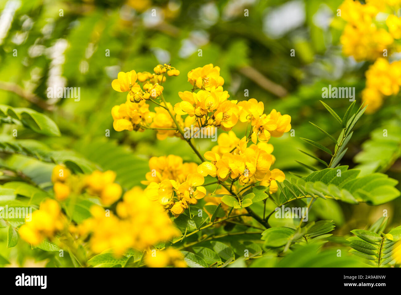 Yellow flower of rainforest cassia (Cassia surattensis Burm.) is a ...