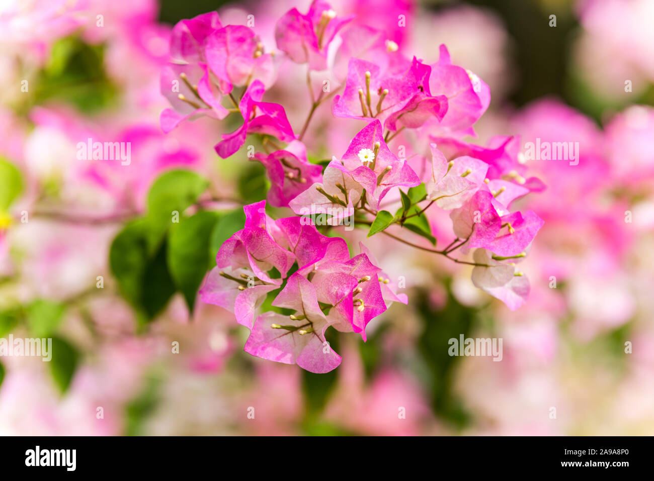 Pink flower of bougainvillea spectabilis (Bougainvillea spectabilis ...