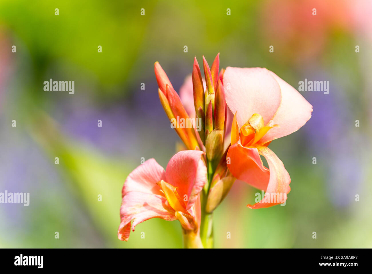 Canna indica, commonly known as Indian shot, African arrowroot, edible ...