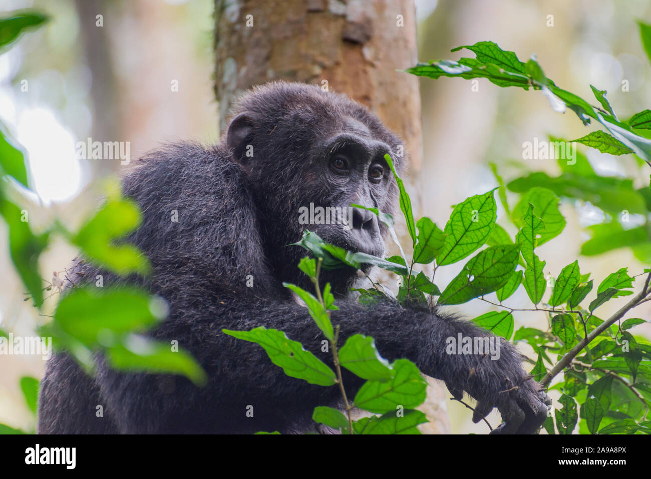 Jane goodall with chimpanzee hi-res stock photography and images - Alamy