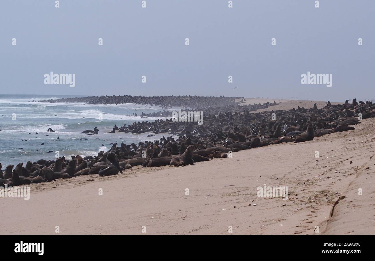 View along the beach with seal colony at Pelican Point, Namibia. Waves ...